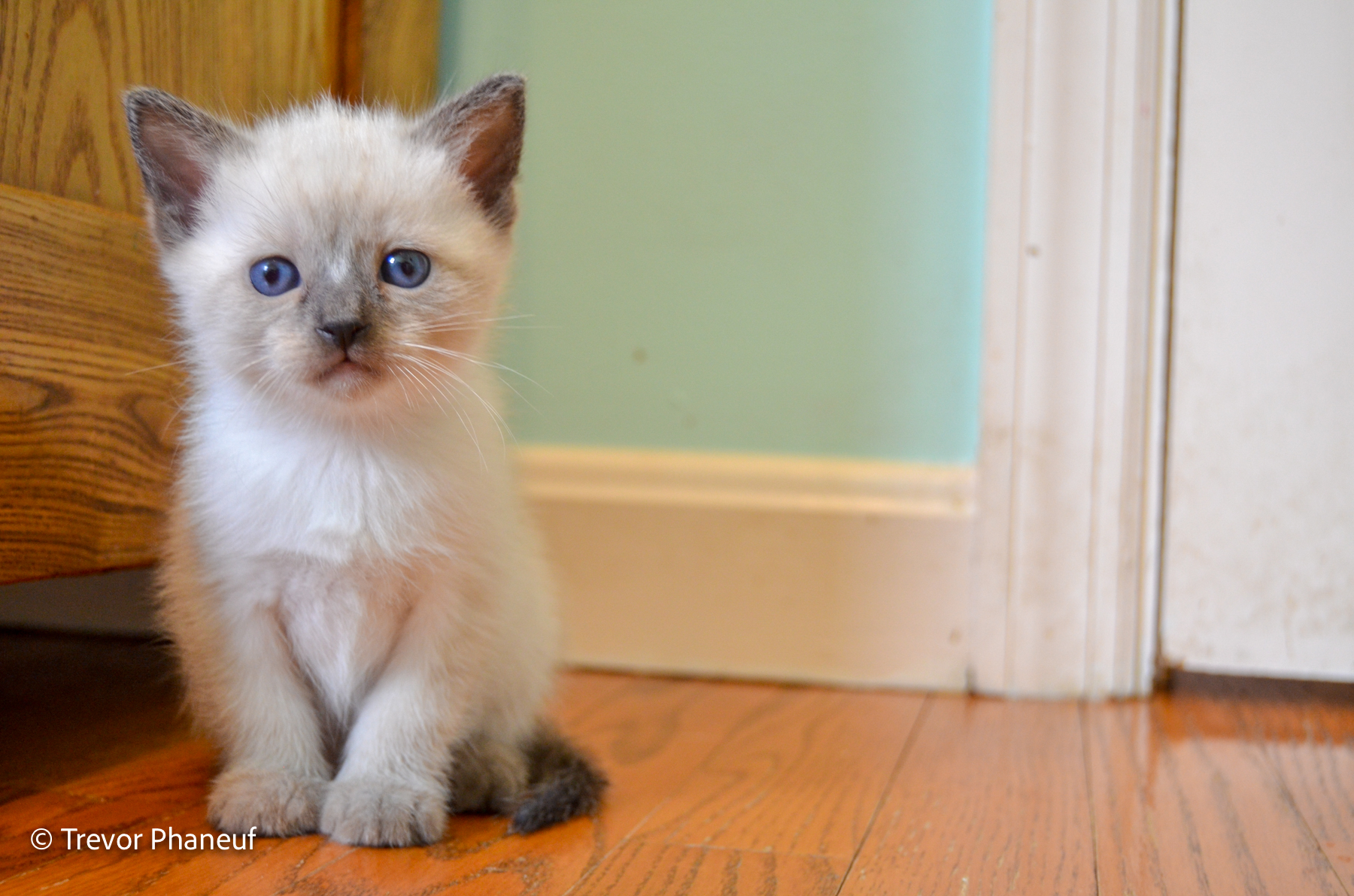 Kittens – Applecat Acres