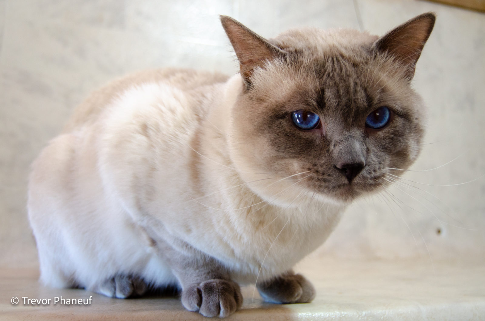 Breeding Males – Applecat Acres